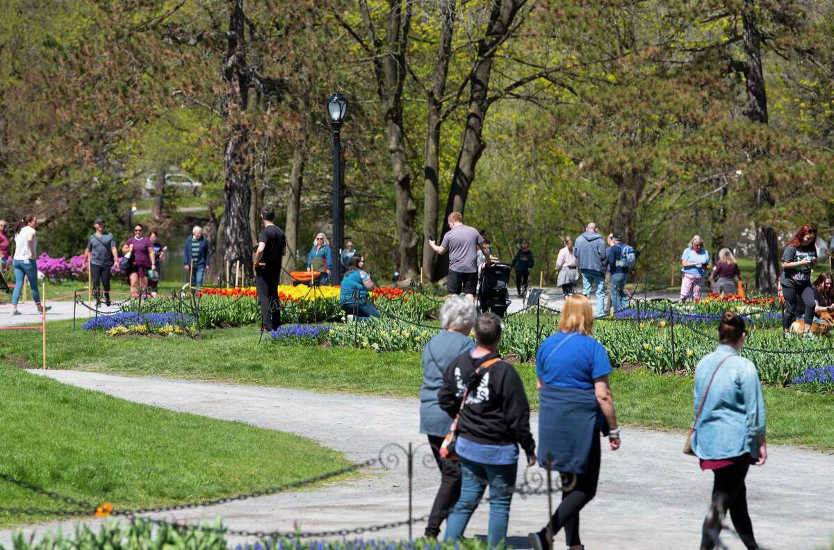 How Albany manages its urban forest