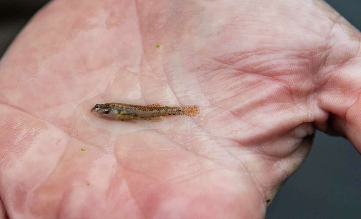 After a decade, conservation efforts seek balance in San Marcos River