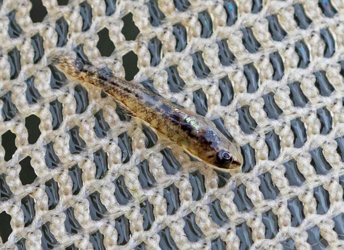 After a decade, conservation efforts seek balance in San Marcos River