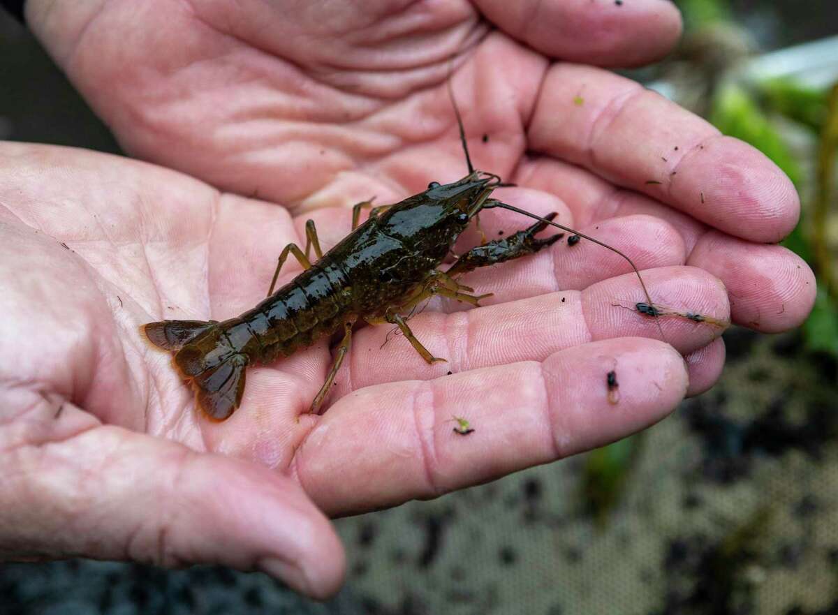 After a decade, conservation efforts seek balance in San Marcos River