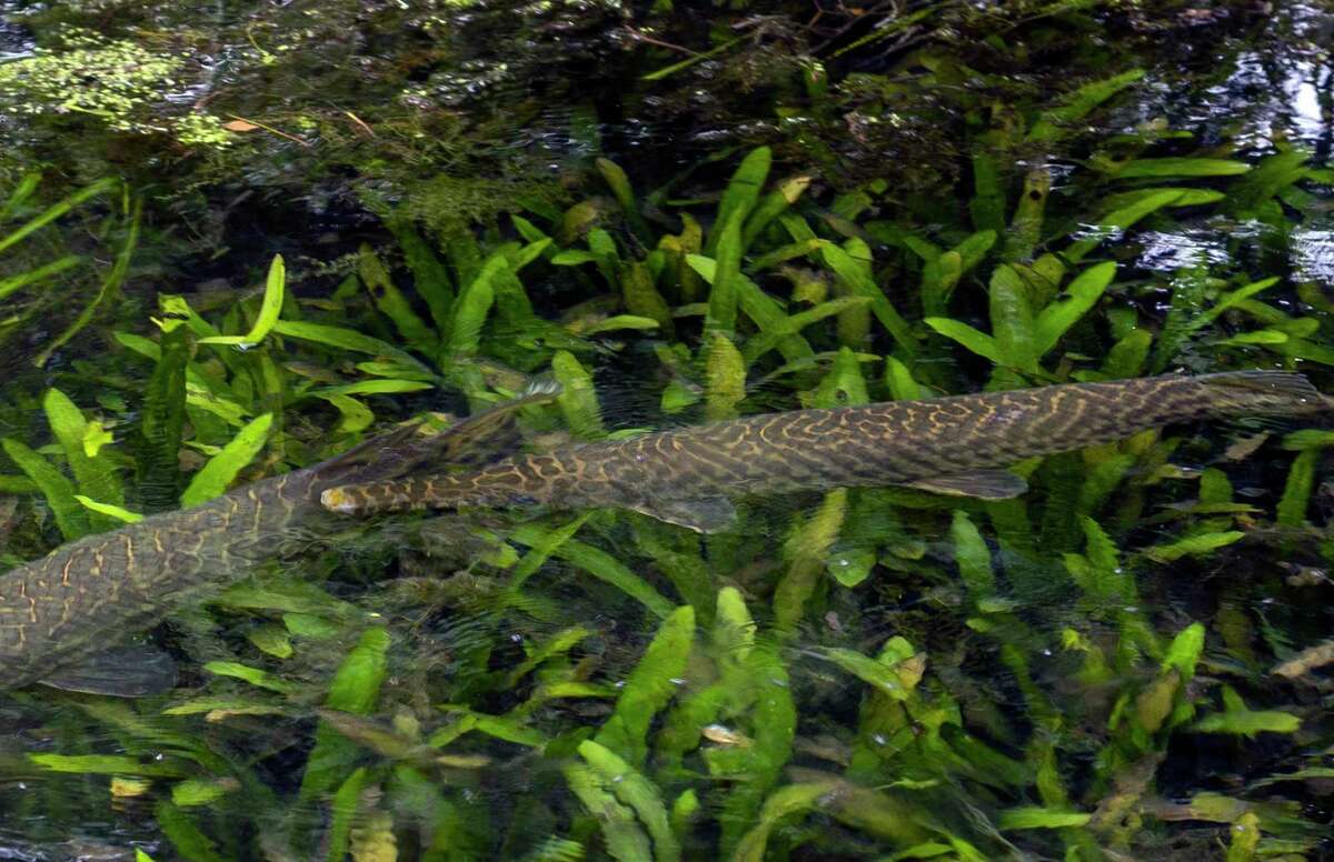 After a decade, conservation efforts seek balance in San Marcos River