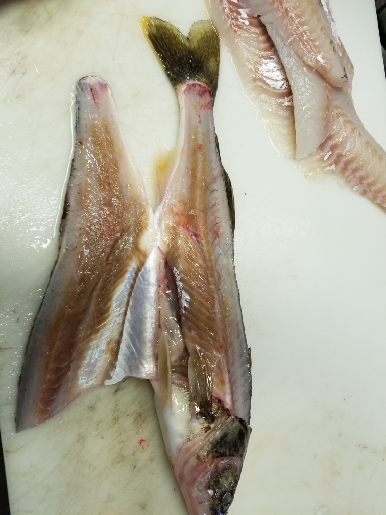 Diseased walleye caught in Saginaw Bay raises alarm among anglers in Au ...