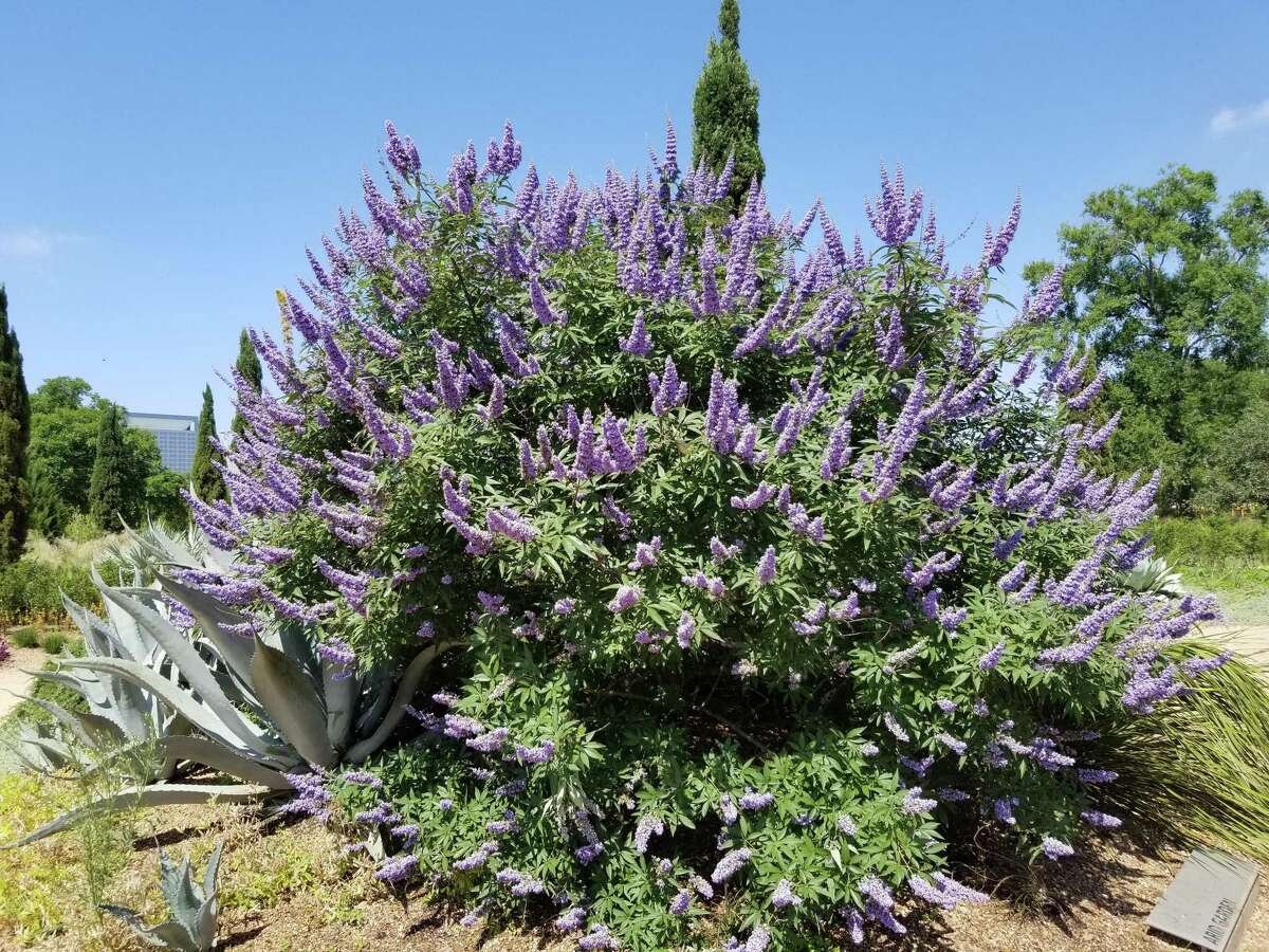 The best medium-size trees for San Antonio landscapes