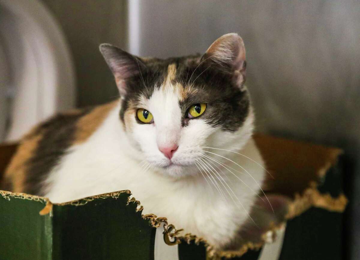 These BARC cats were rescued from a Houston hoarder and need homes