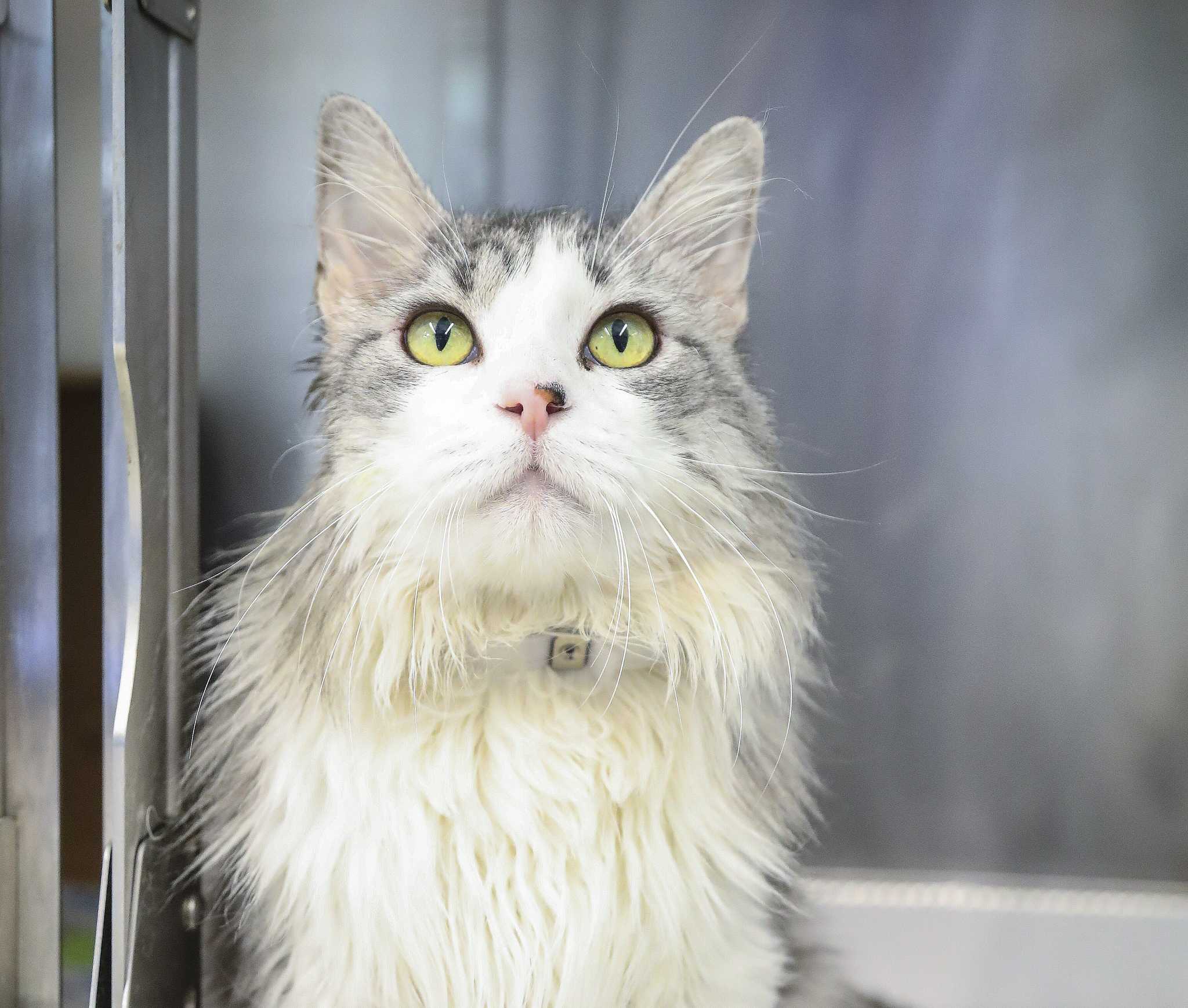 These BARC cats were rescued from a Houston hoarder and need homes