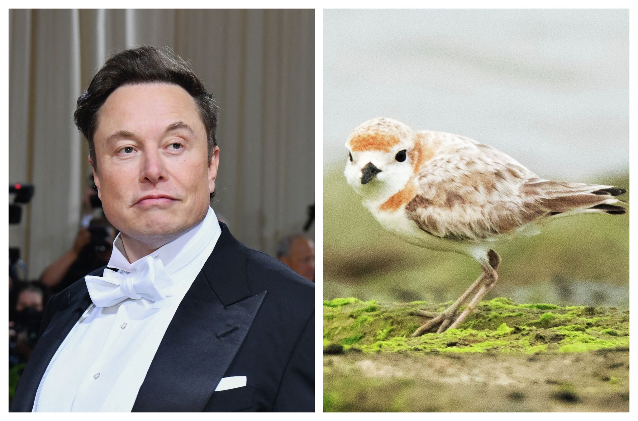 Elon Musk's SpaceX expansion proposal coincides with drastic drop in ...