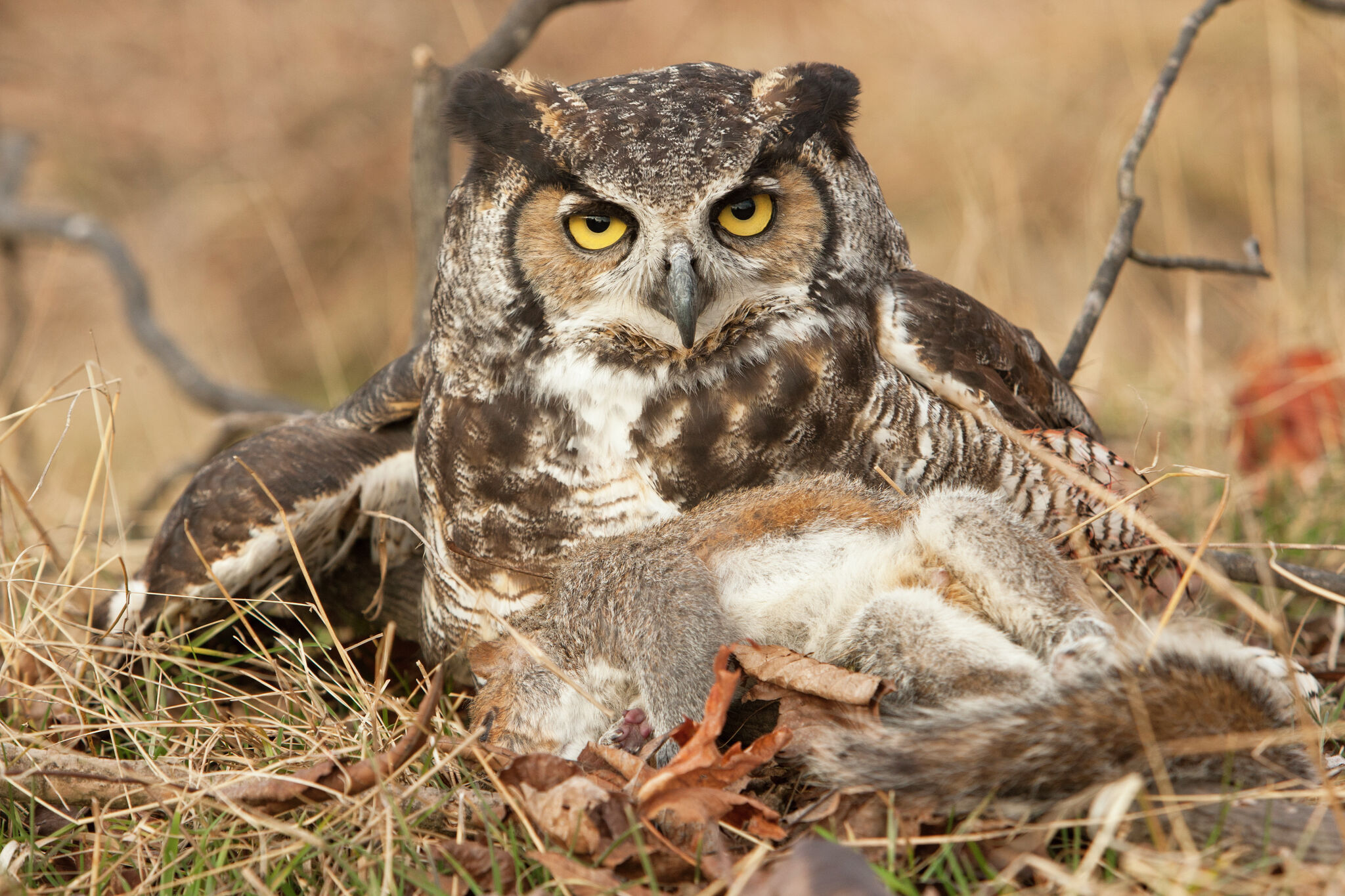 First confirmed case of bird flu detected in wild bird in Texas