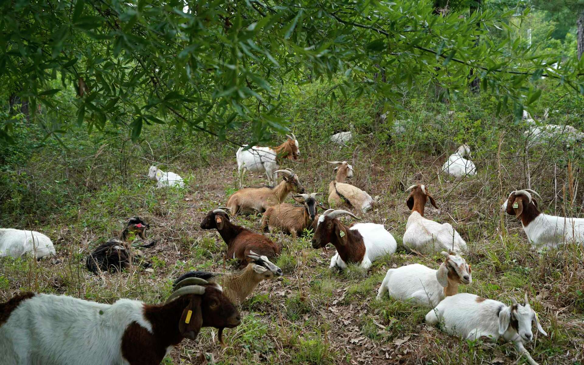 Houston Arboretum to use goats to mow lawn as eco-friendly option