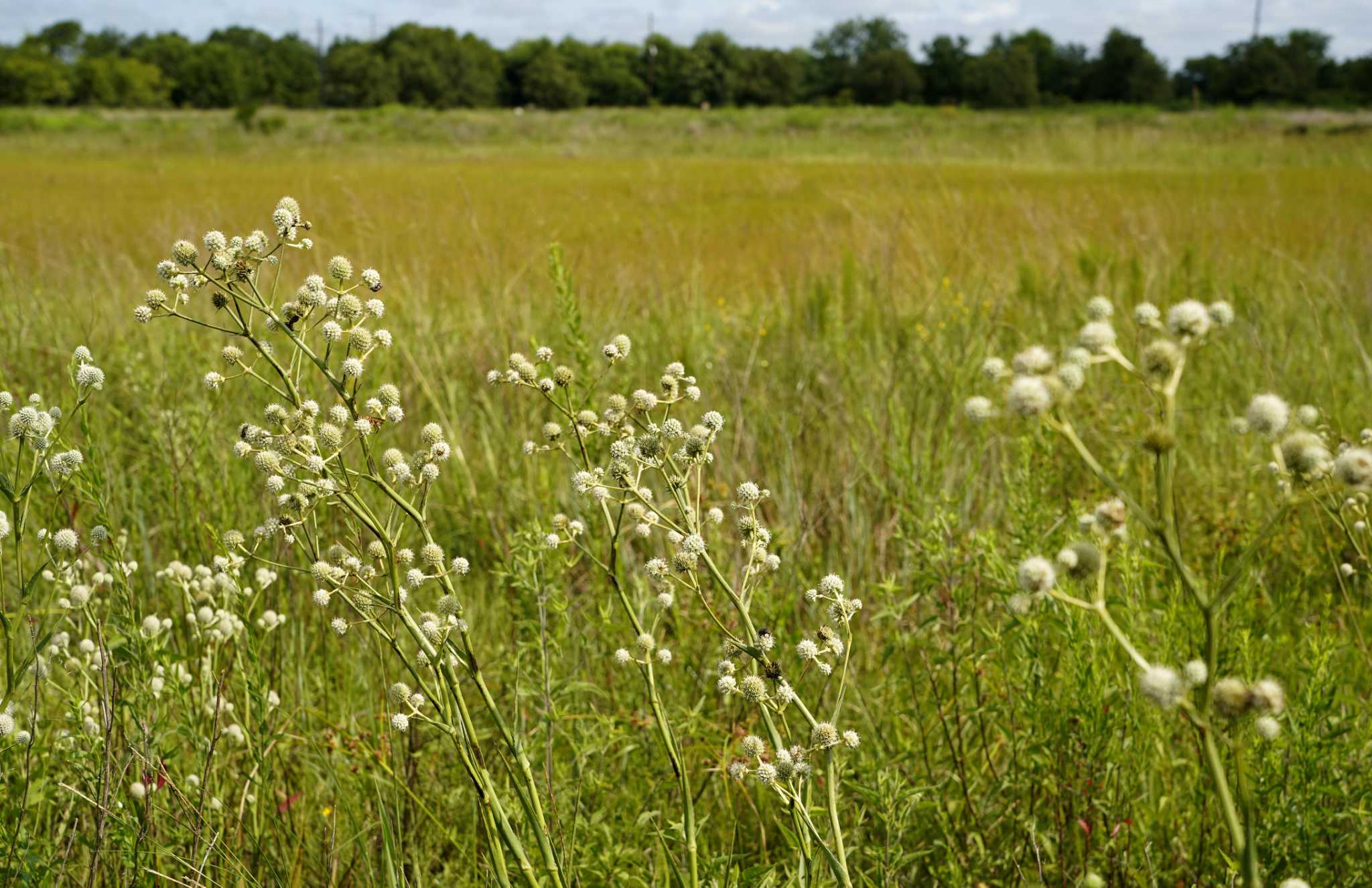 Katy Prairie Conservancy takes on a new name as its reach grows