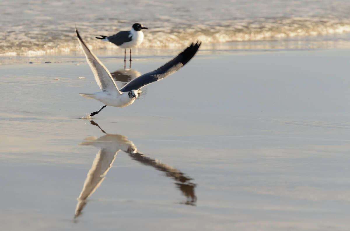 5 standout Texas beaches you need to visit in your lifetime