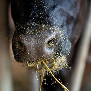 To fight climate change, California approves seaweed that cuts methane ...