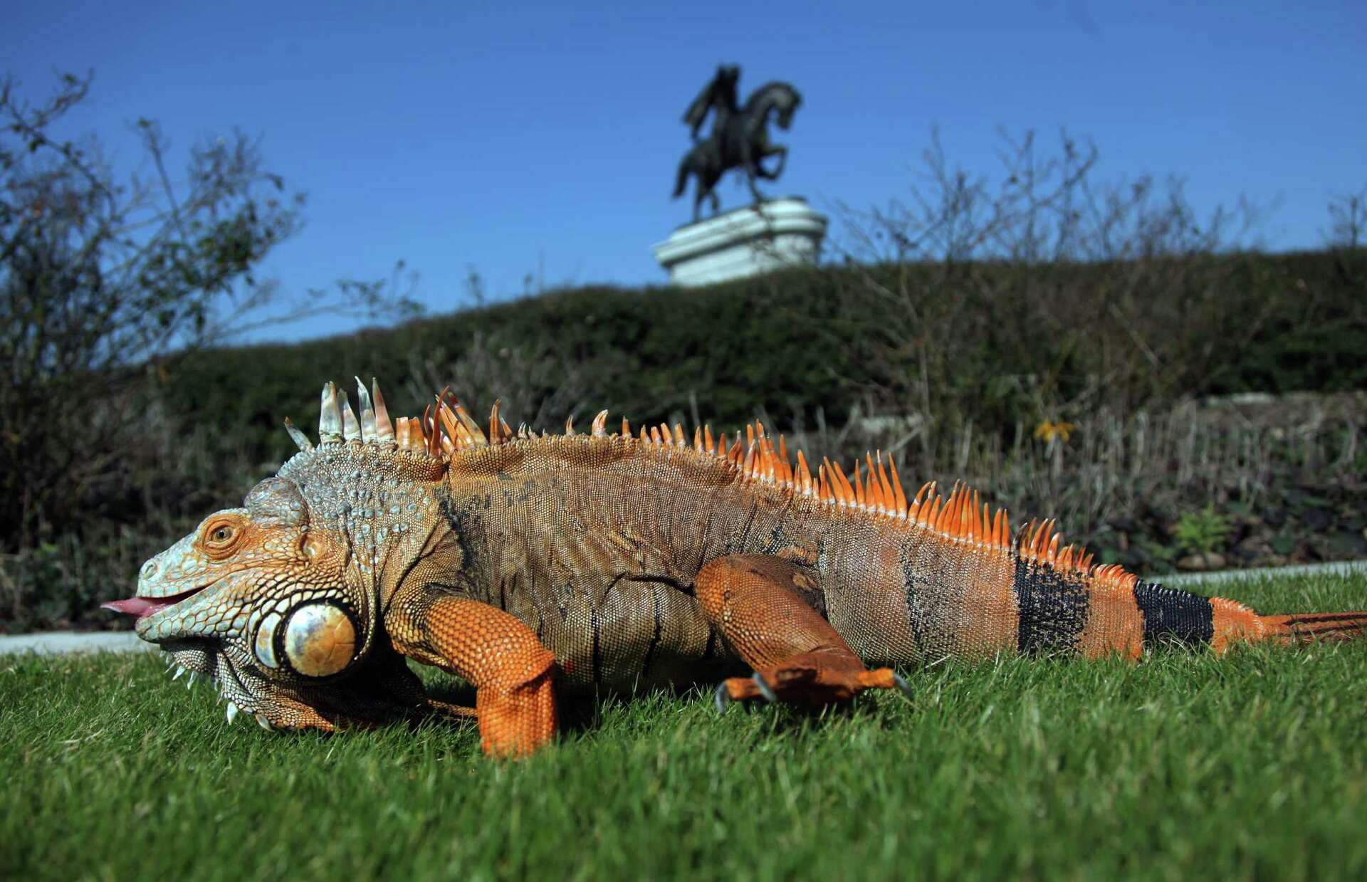 Charro the iguana, the unofficial mascot of the Houston Museum of ...