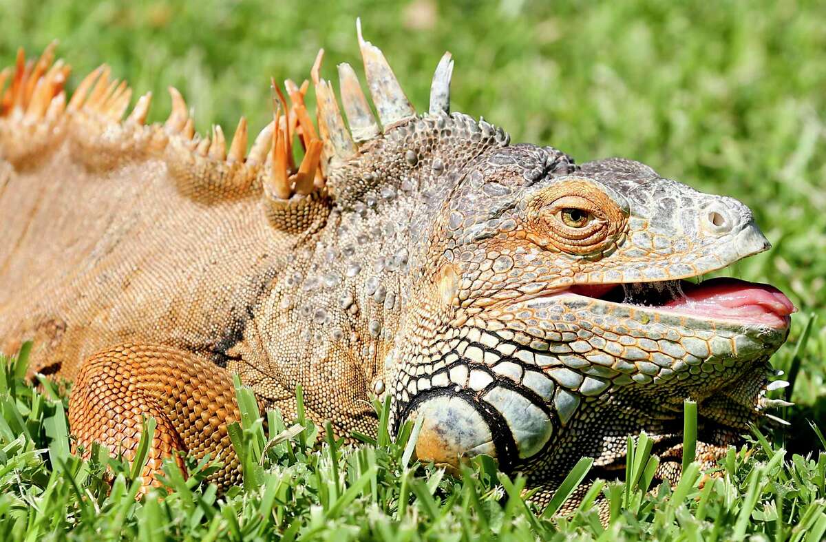Charro the iguana, the unofficial mascot of the Houston Museum of ...