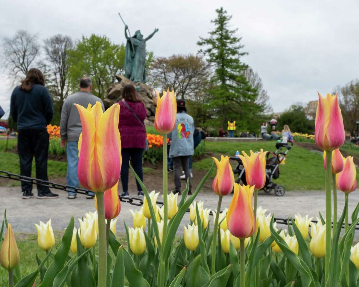 First nonbinary Tulip Queen crowned at 2022 Albany Tulip Festival