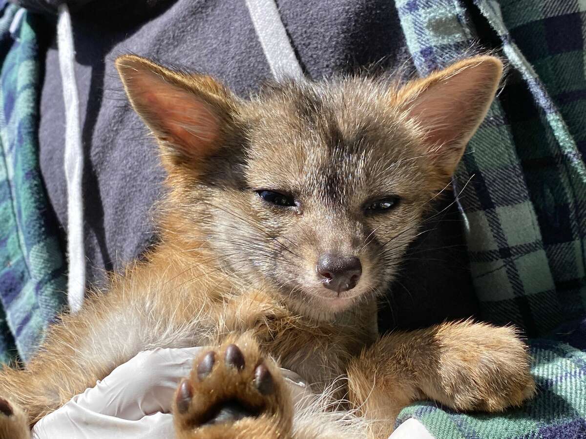Details emerge on baby fox rescued from SF construction site pipe