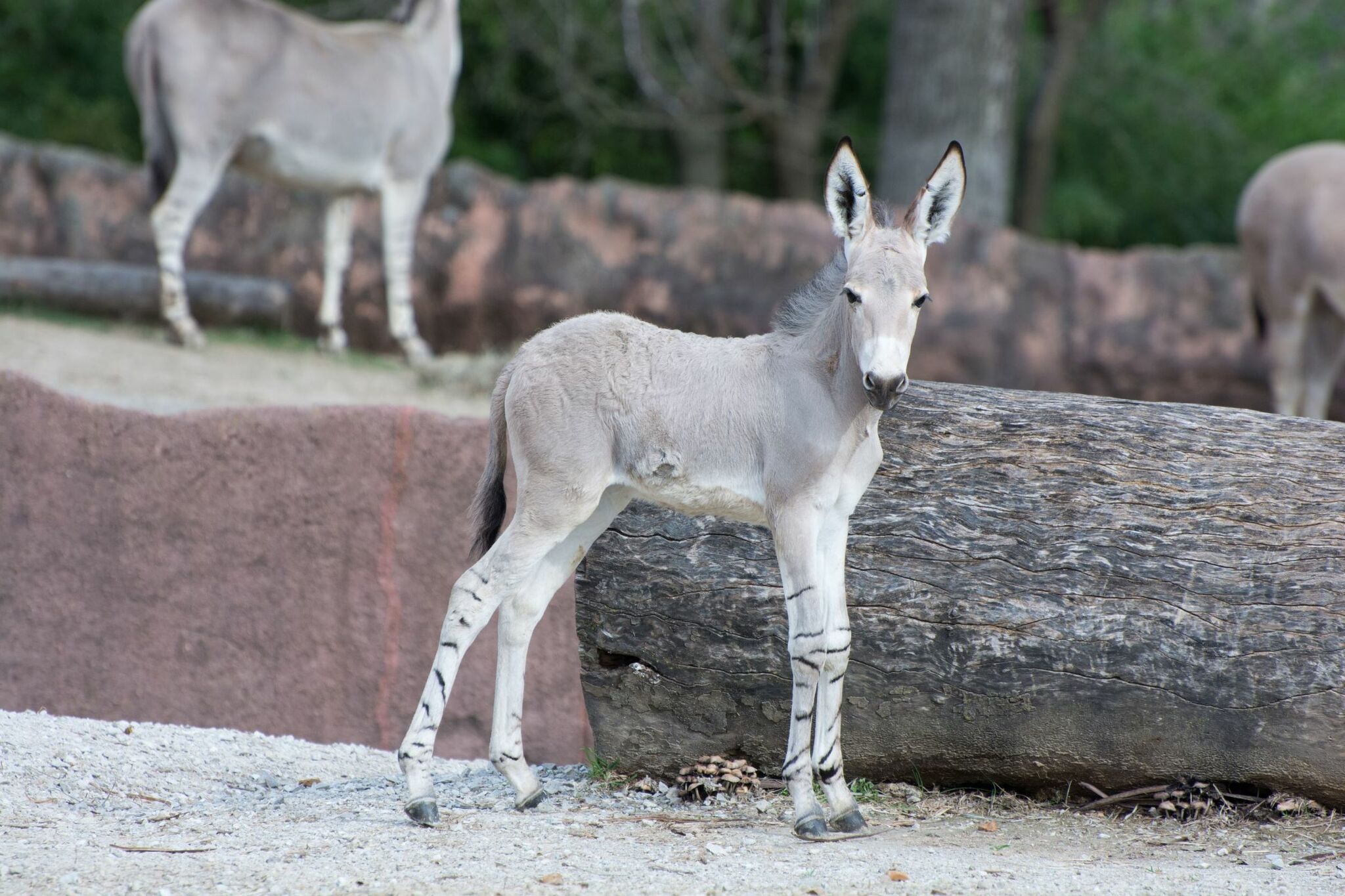 Video: Somali wild ass born at St. Louis Zoo