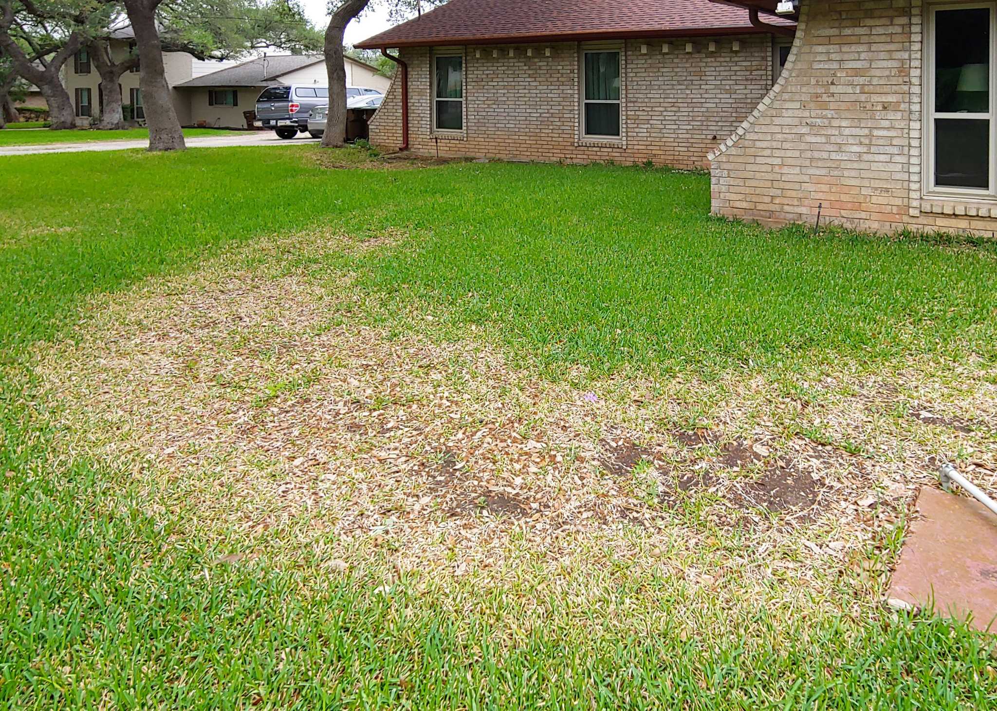 St Augustine Lawn Advice To Take Care Of Root Rot