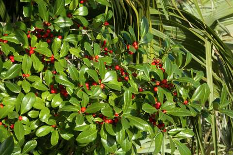 St. Augustine lawn advice to take care of root rot