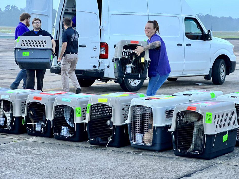 Montgomery County Animal Services finds dogs, cats new homes in Connecticut