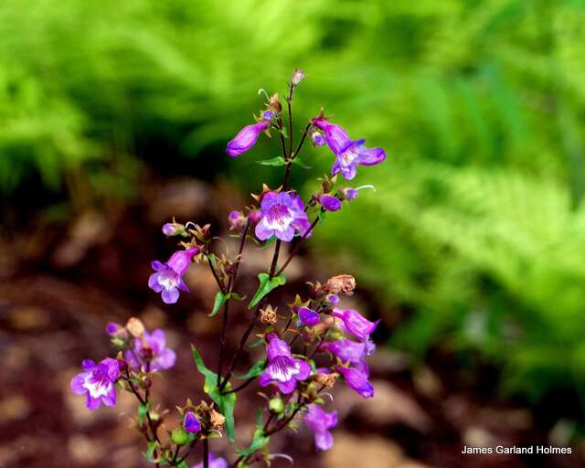 Here’s our guide to Houston’s best native plants