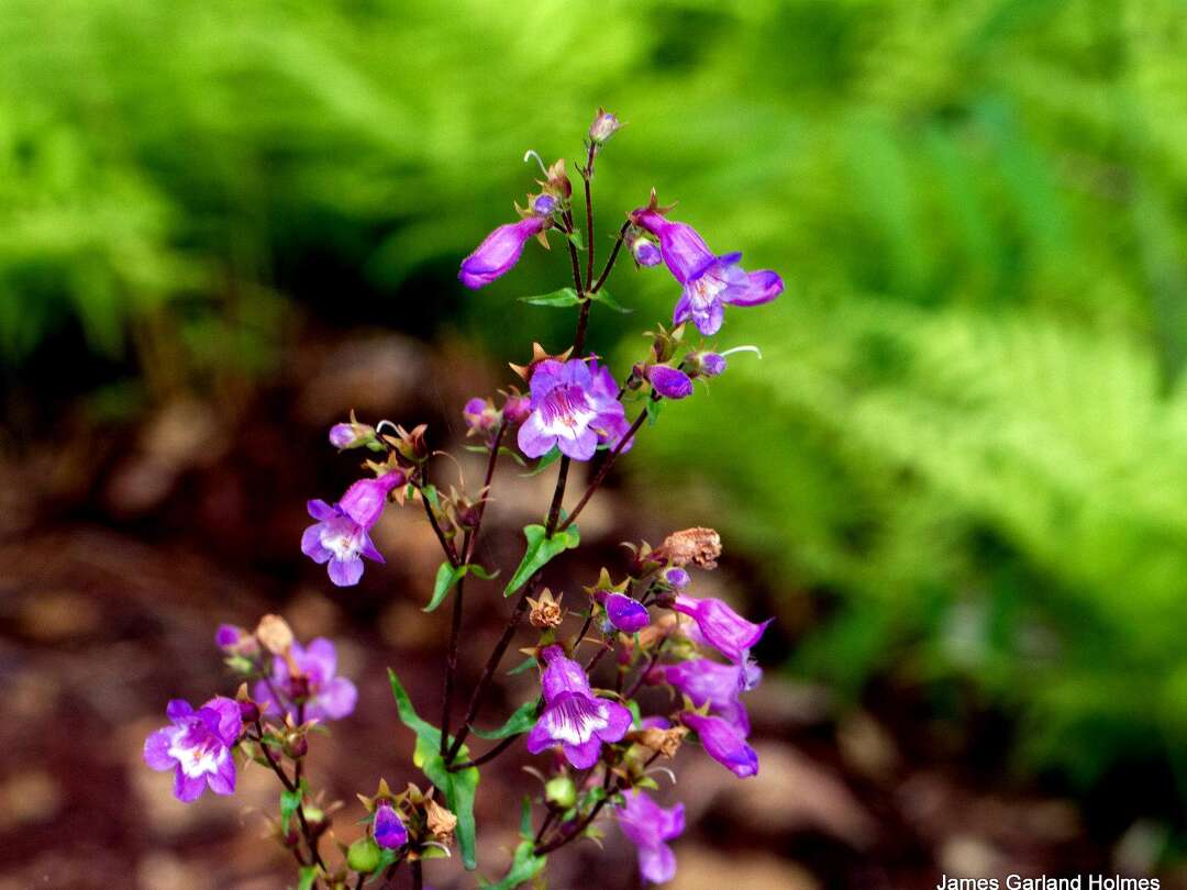 Here’s our guide to Houston’s best native plants