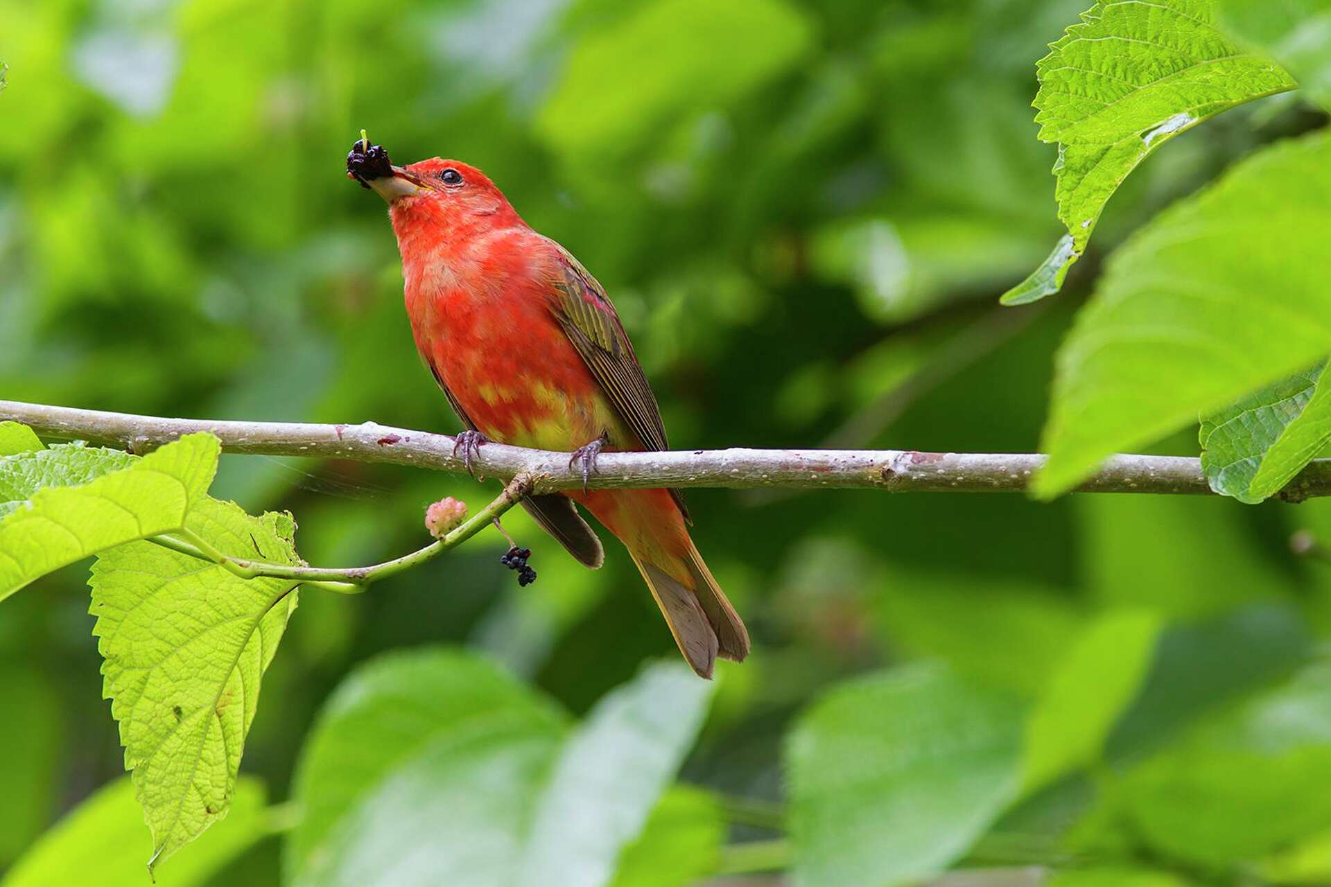 A brightly plumed red bird has come to Houston, and we’re not talking ...