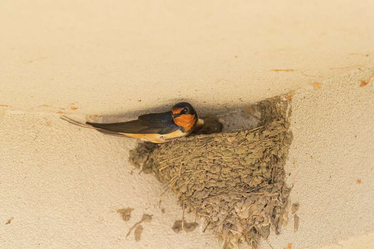 Barn swallows and cliff and cave swallows are brick masons of the bird ...