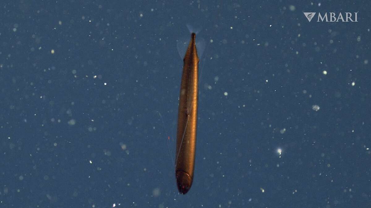 Incredibly rare creature, the highfin dragonfish, captured on film in ...