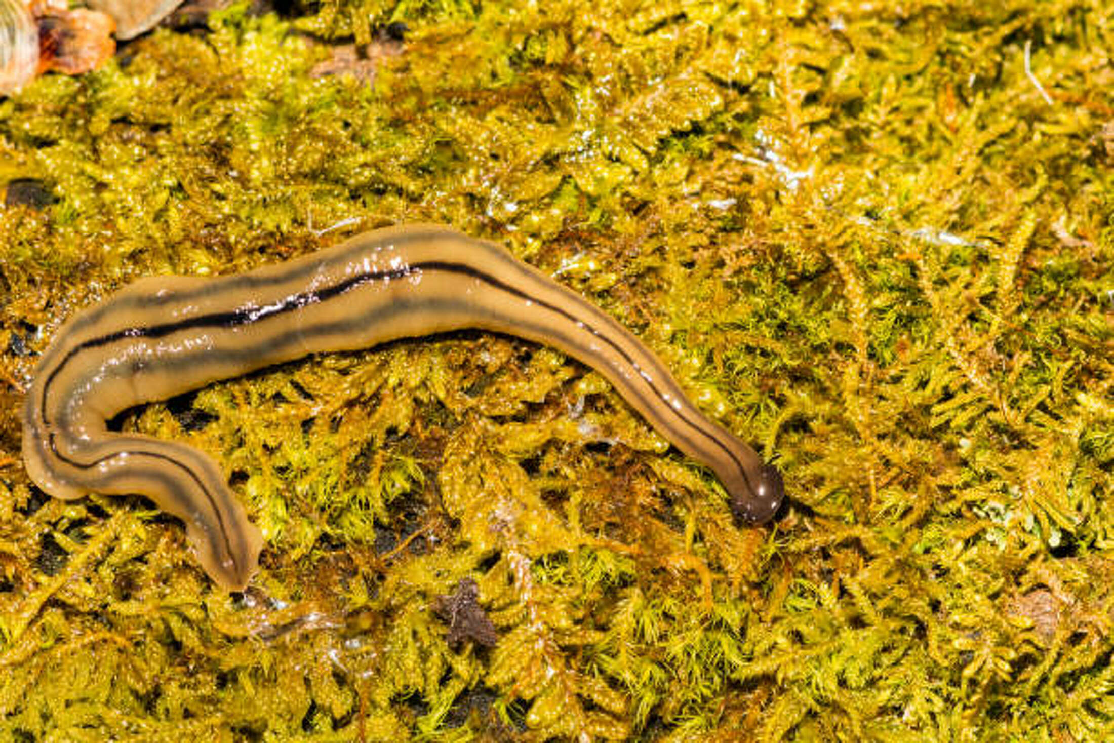 Toxic hammerhead worms are latest invasive species freaking people out