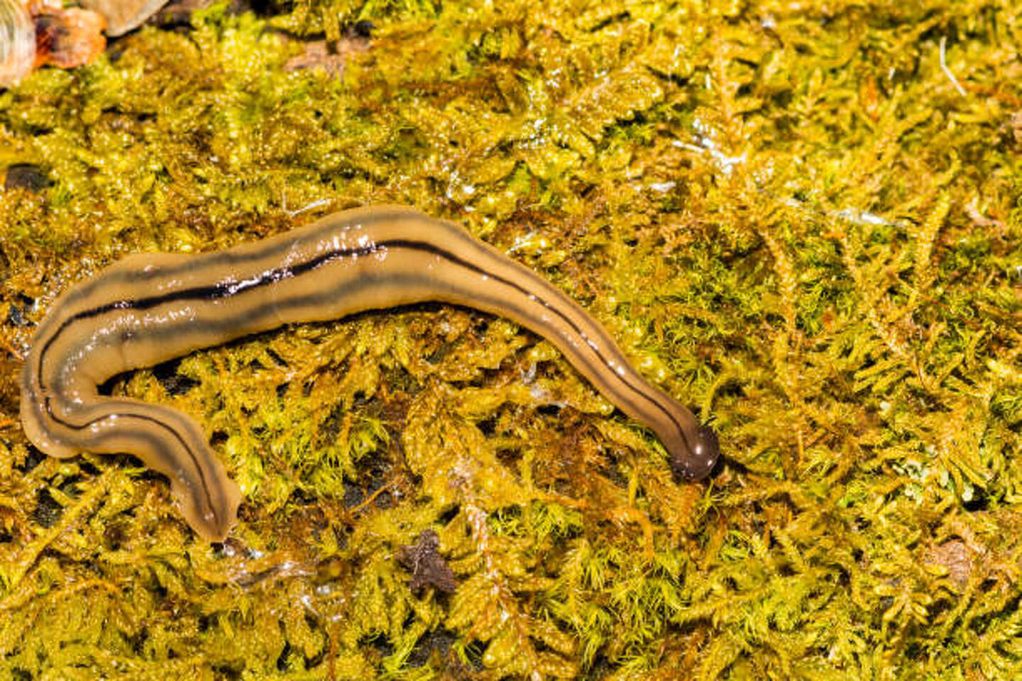 Toxic hammerhead worms are latest invasive species freaking people out
