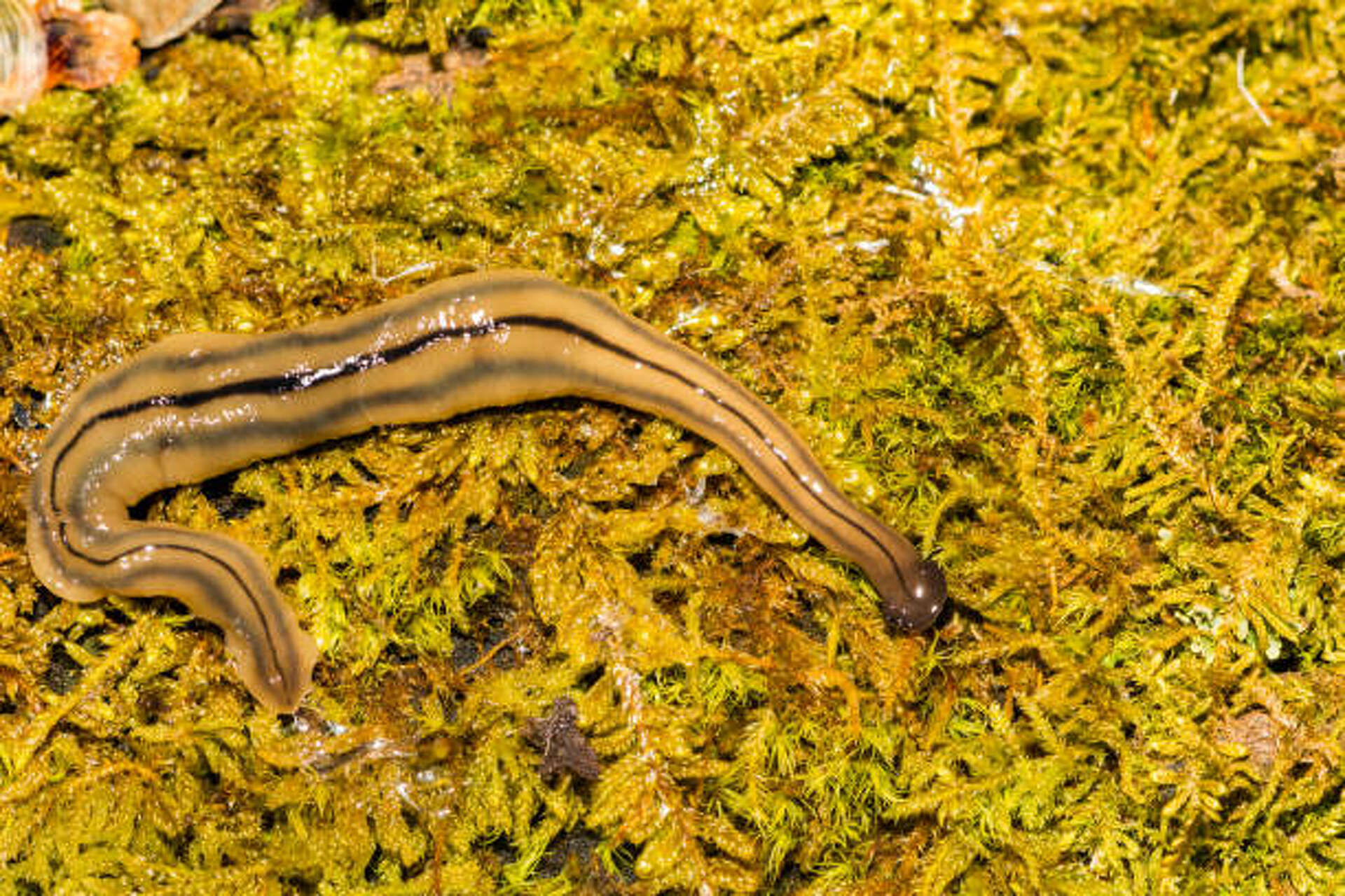 Toxic hammerhead worms are latest invasive species freaking people out