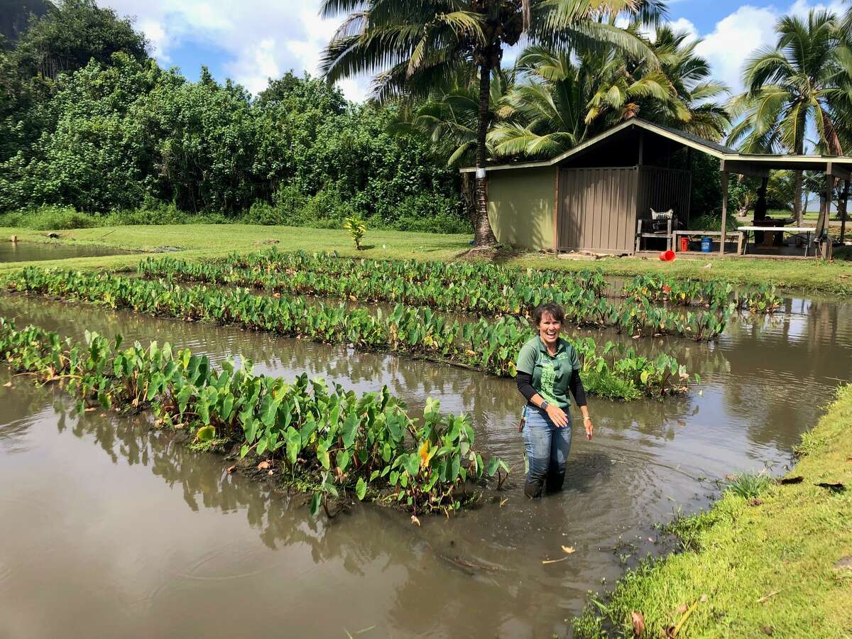 Hawaii’s Kualoa Ranch offers unique experience beyond Jurassic Park