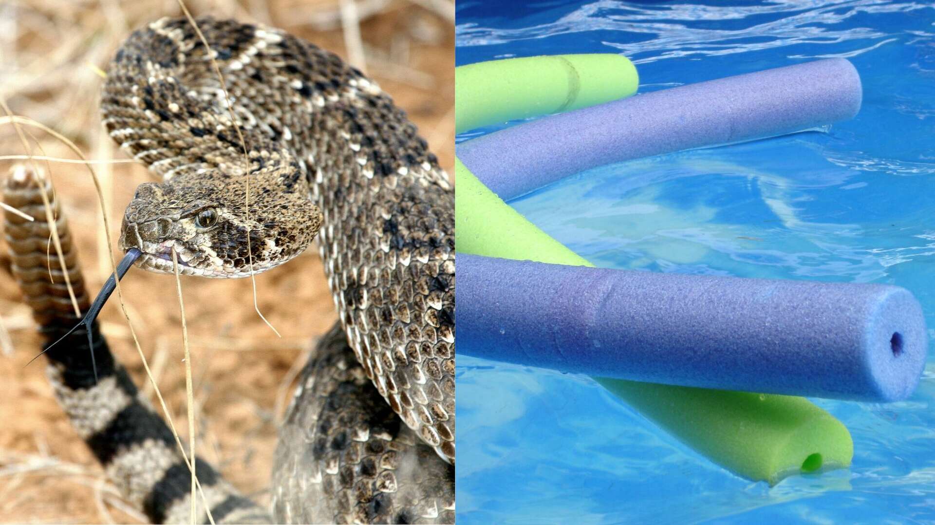 Family of rattlesnakes found in pool noodle in Central Texas
