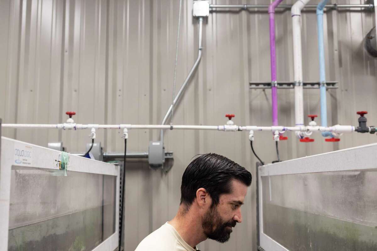 San Marcos biologists have backup plan to protect endangered species in ...