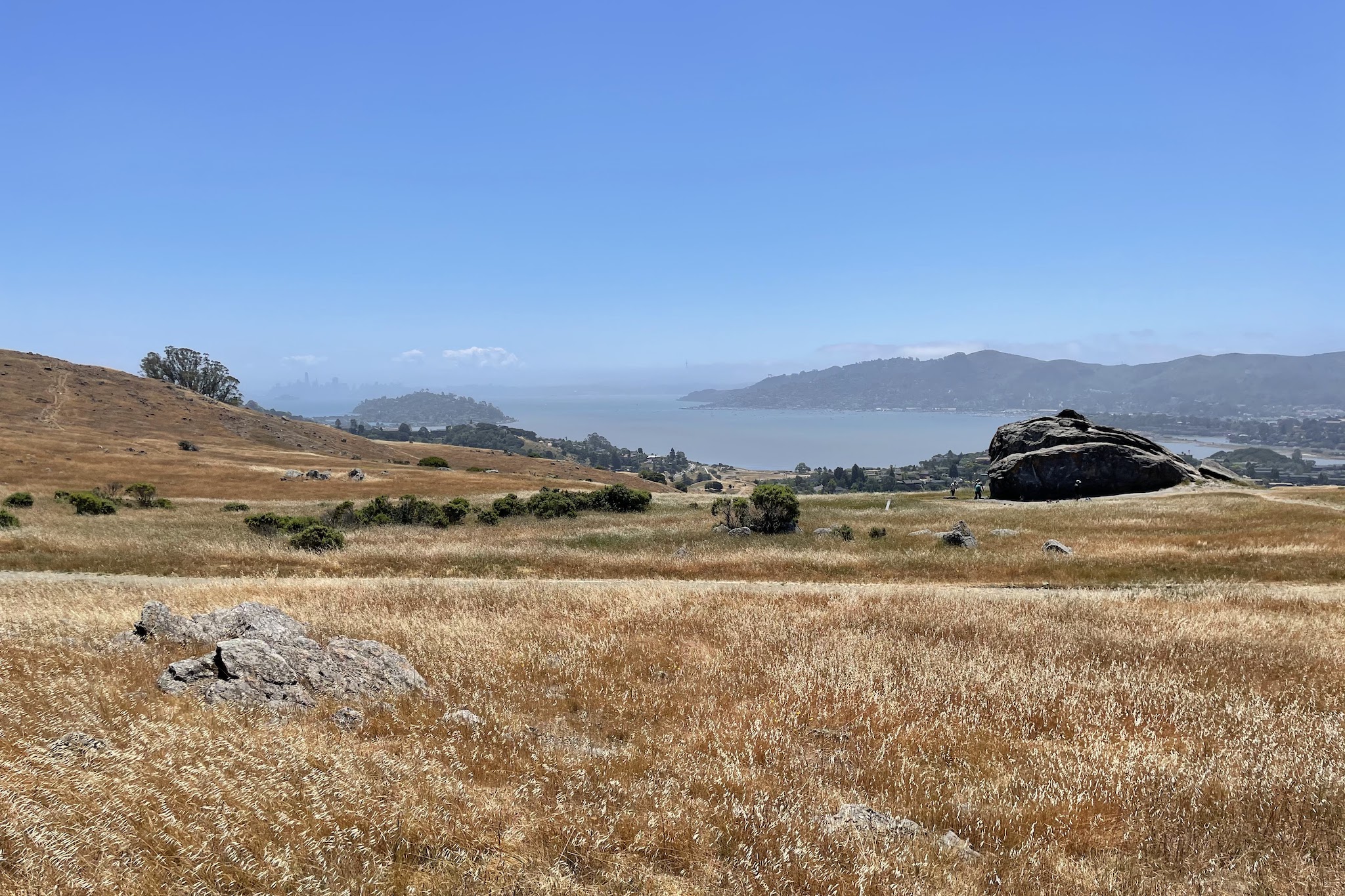 Tracking down elusive Tiburon mariposa lily in Marin County