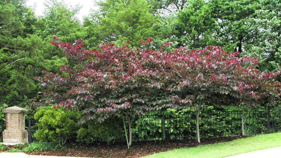 Purple heart an amazing plant for San Antonio gardens.