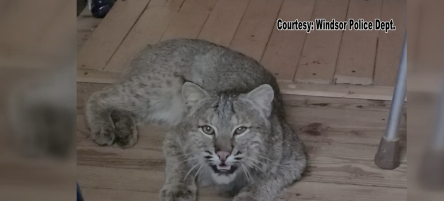 Bobcat attacks man inside his home, officer calls it a 'very rare and ...