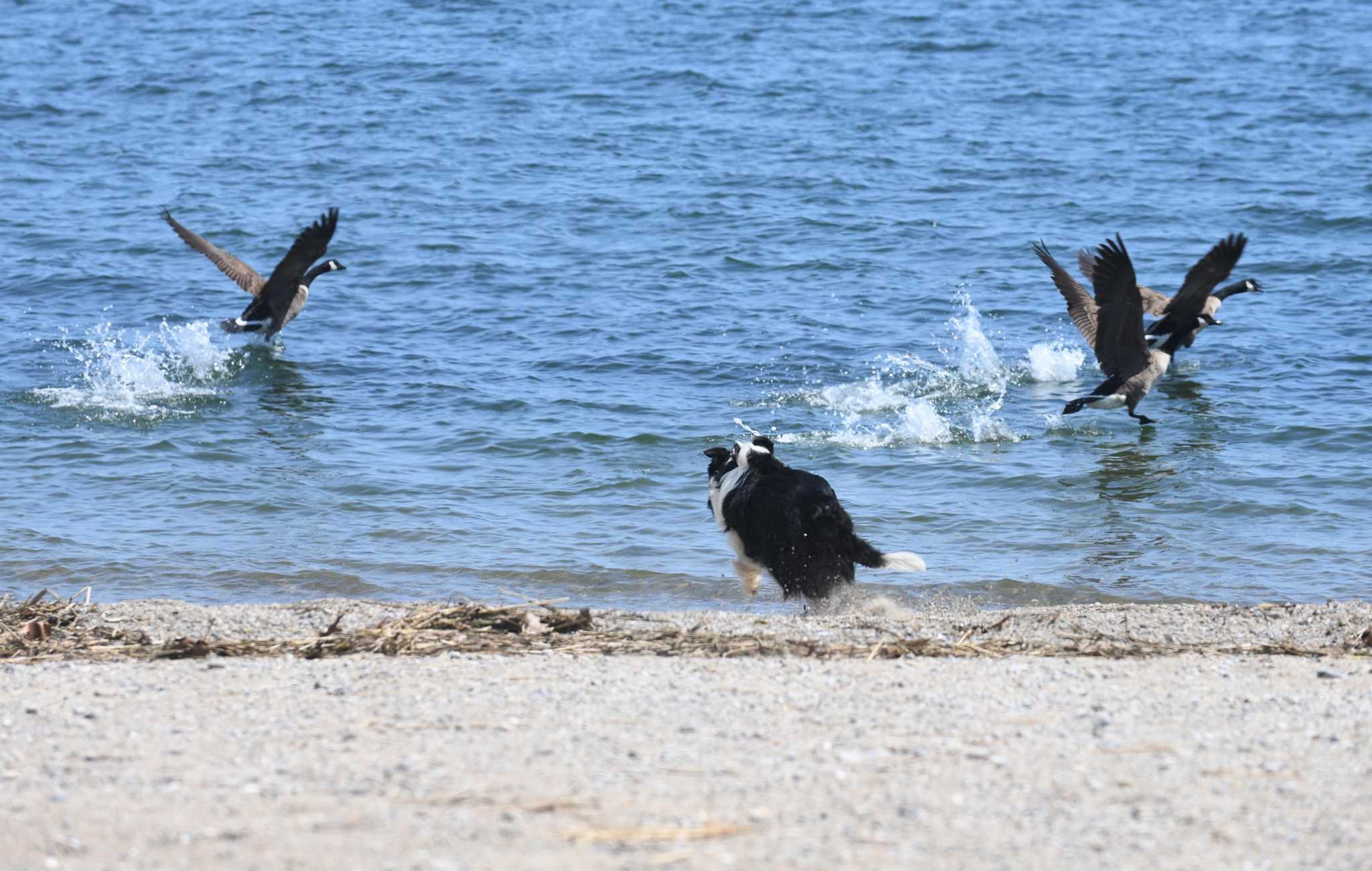 ‘Wild goose chase’: How dogs help keep Canadian geese at bay in Norwalk