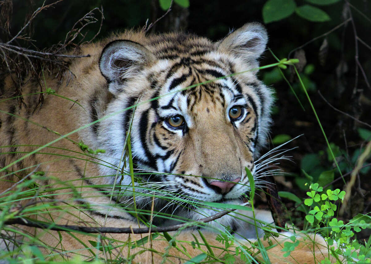 Houston neighborhood tiger 'thriving and happy' after one year at East ...