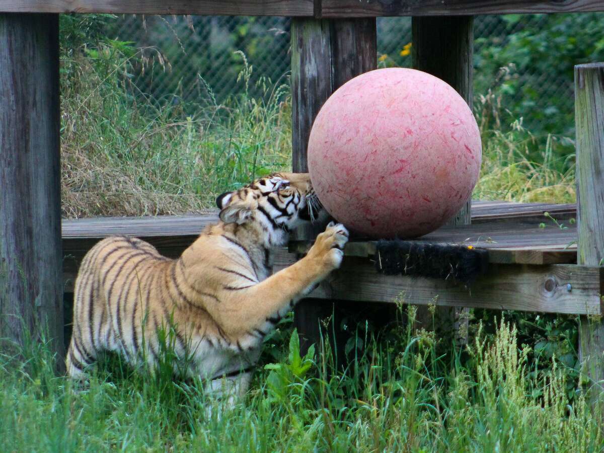 Houston neighborhood tiger 'thriving and happy' after one year at East ...