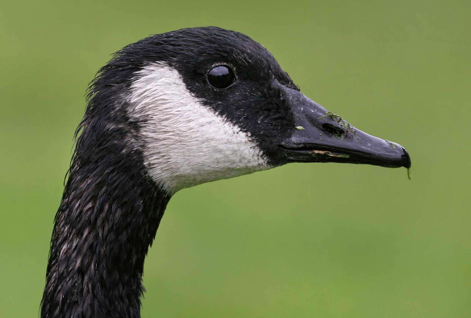 Concerns over goose poop may lead this Bay Area city to kill off Canada ...