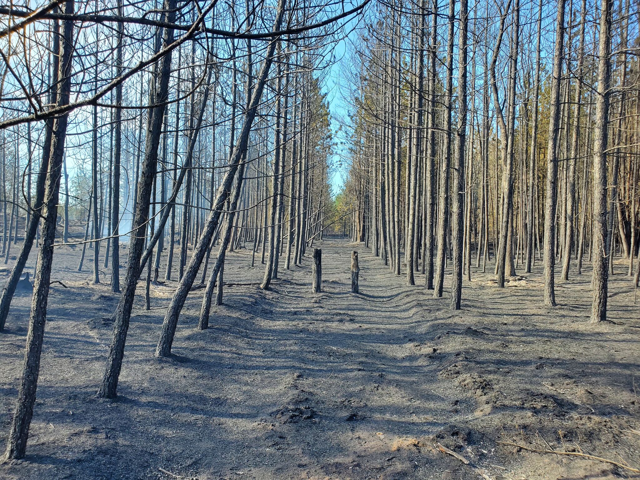 Firefighters have northern Michigan fire 98% contained, cause determined