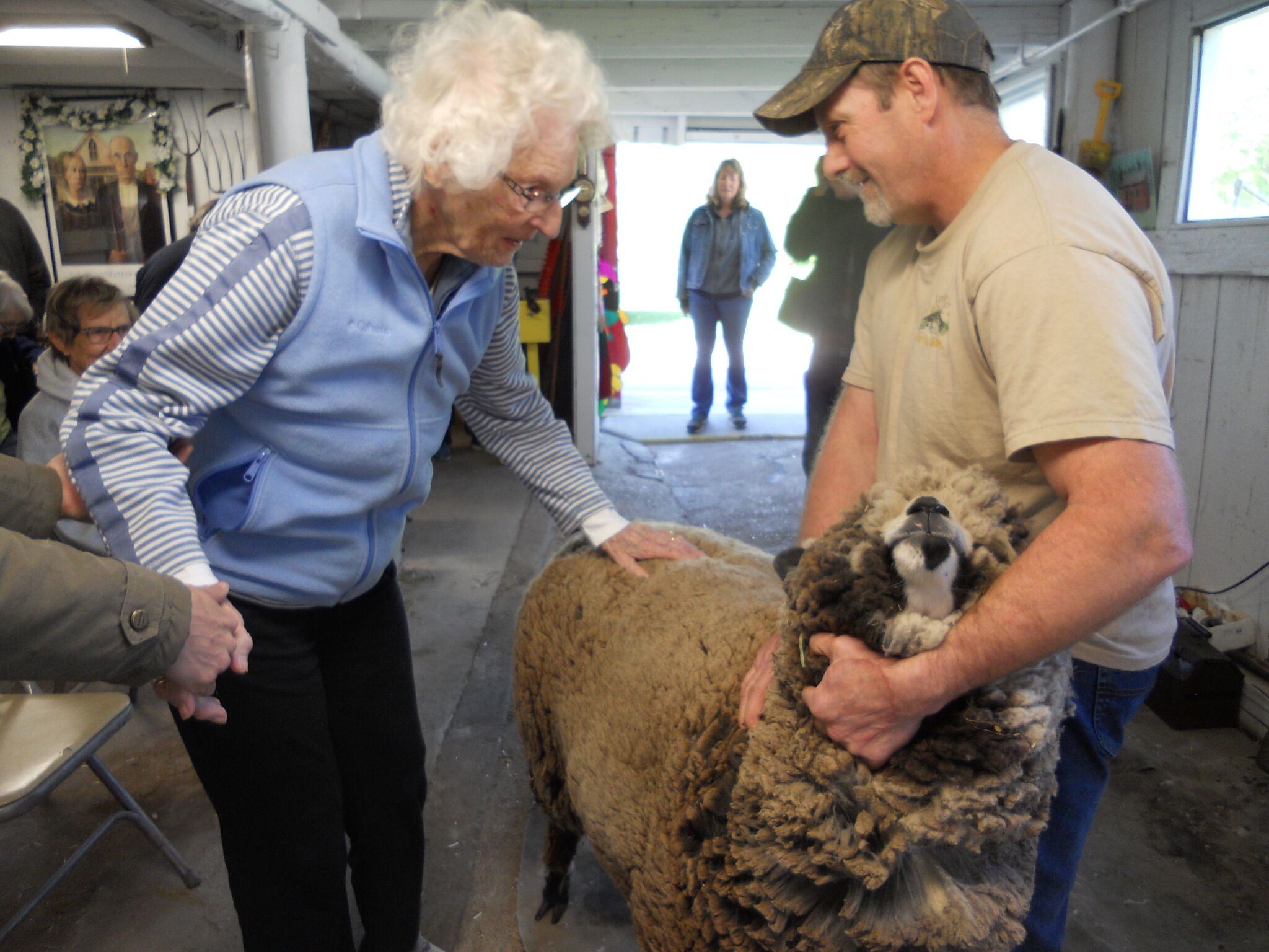 Sheep shearing an annual tradition at Free Soil farm