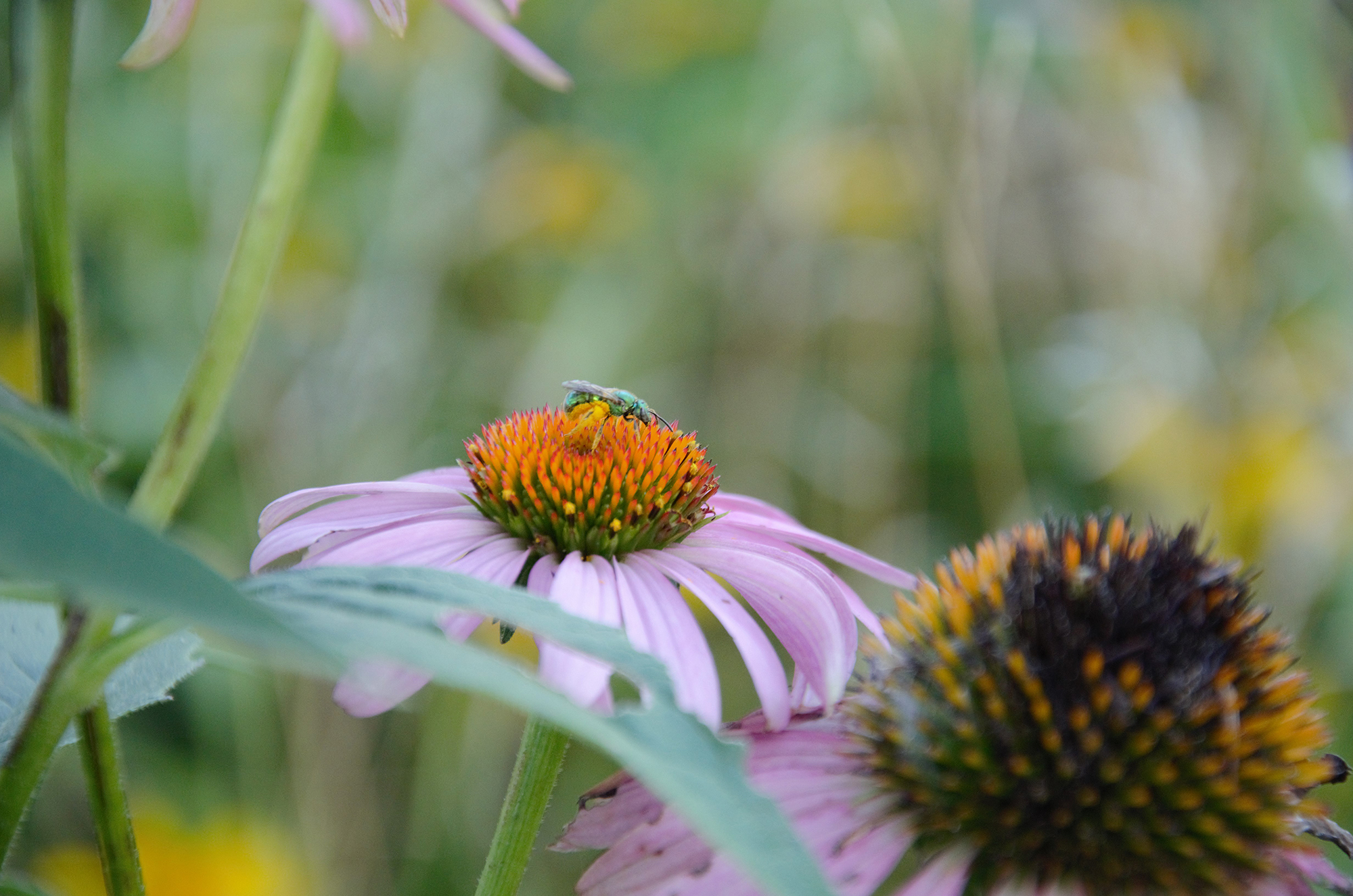 Gardening: 'Bee' on the lookout for native bees this summer | Journal ...