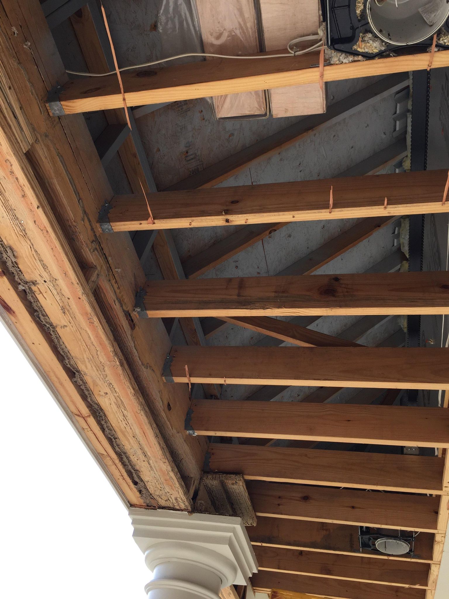 Formosan termite swarm could indicate nearby problem