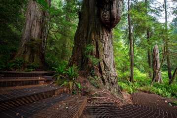 Storied California redwood grove ‘almost loved to death’ reopens this ...