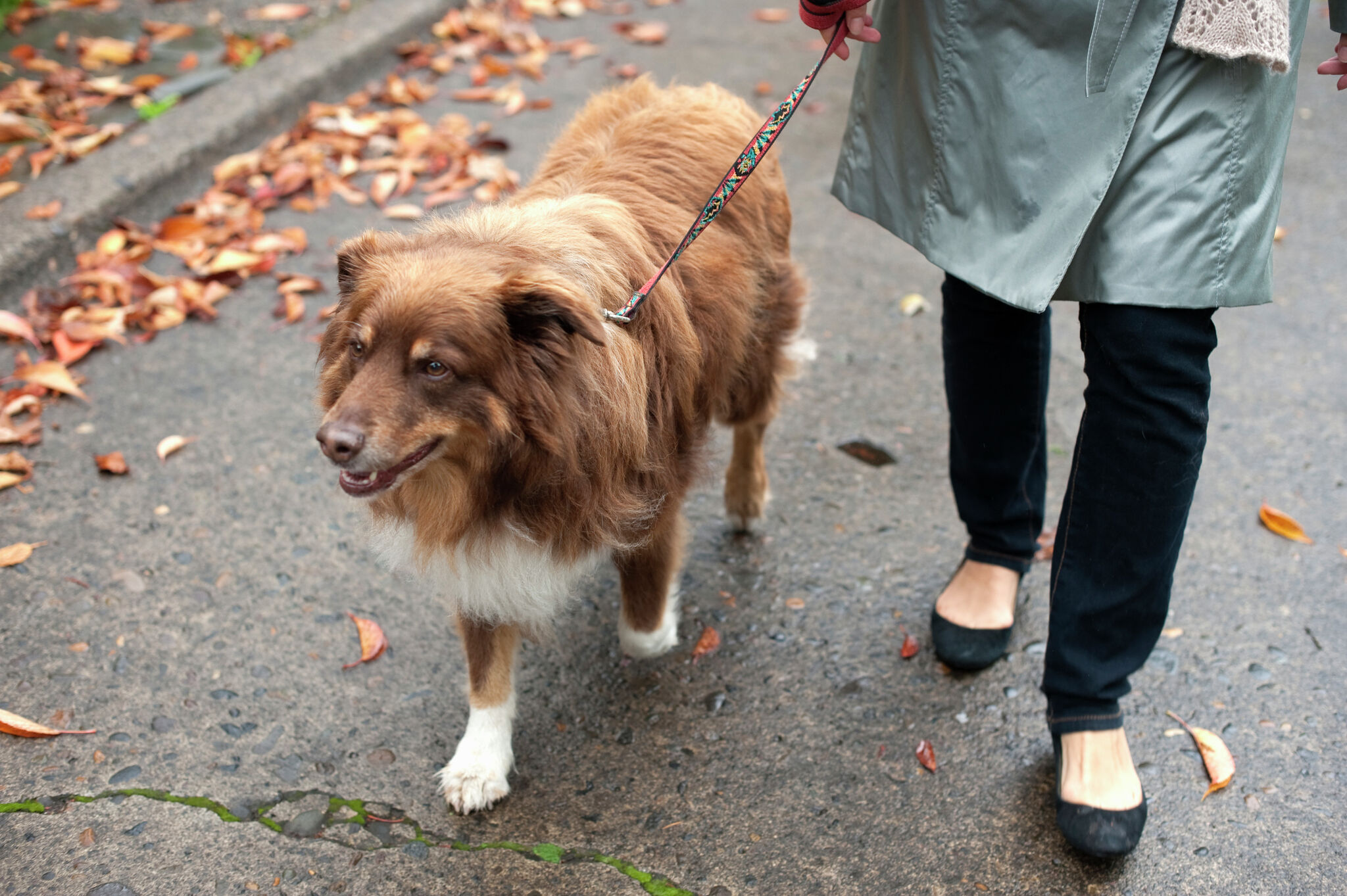 Here's why Manistee County is starting to see more dog bites, how to ...