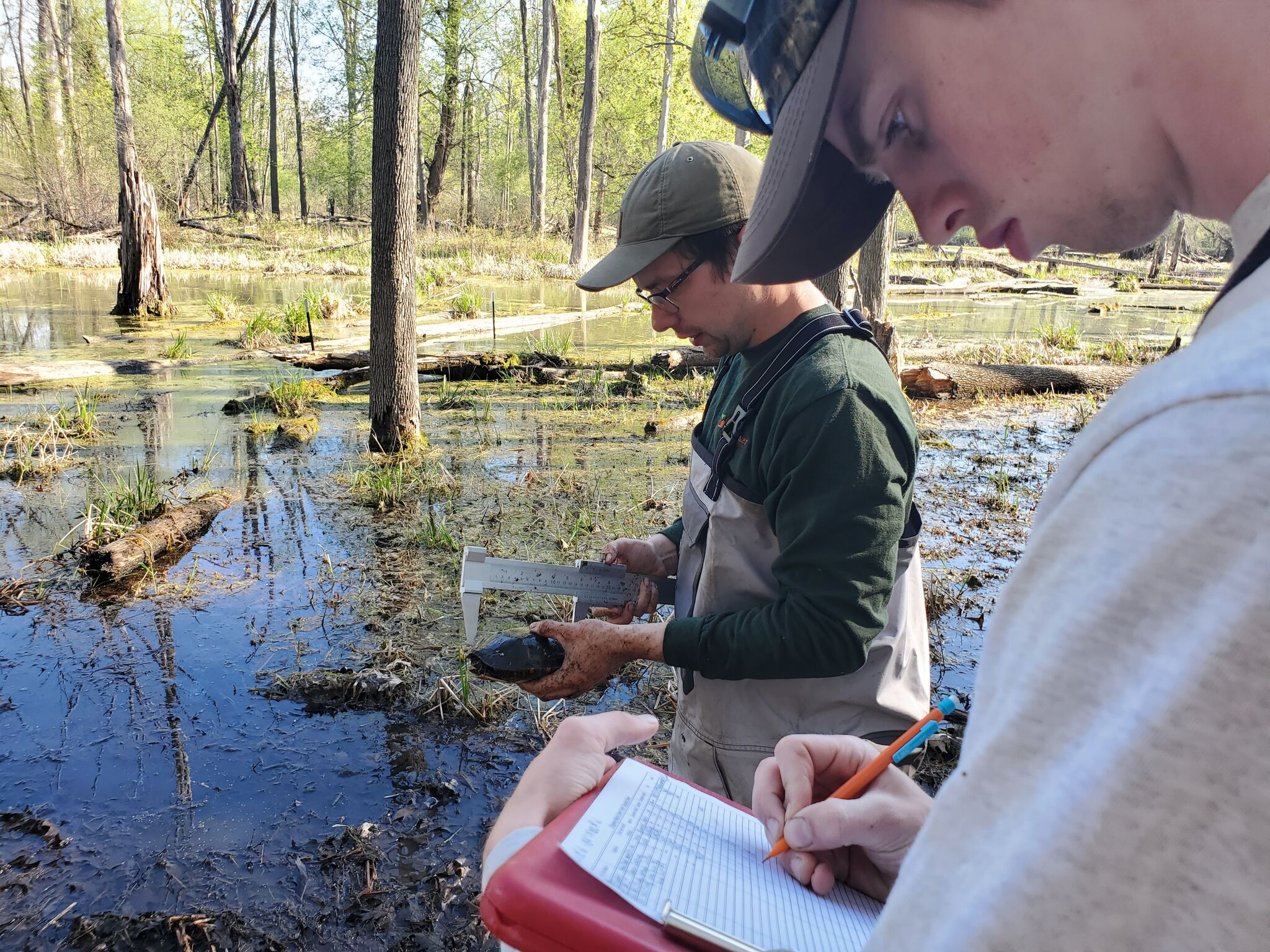 Chippewa Nature Center working to protect turtles with declining ...