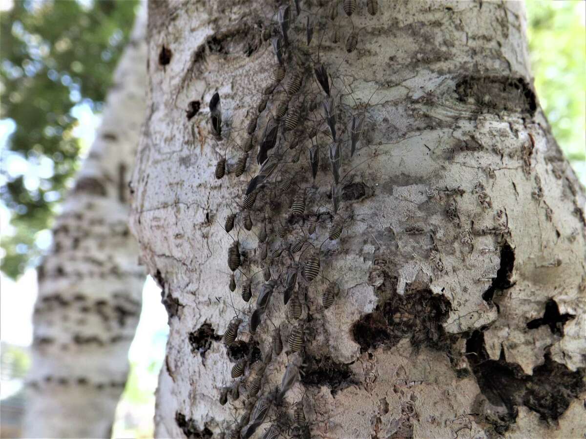 Michael Potter: Giant Bark Aphid lurking in the area