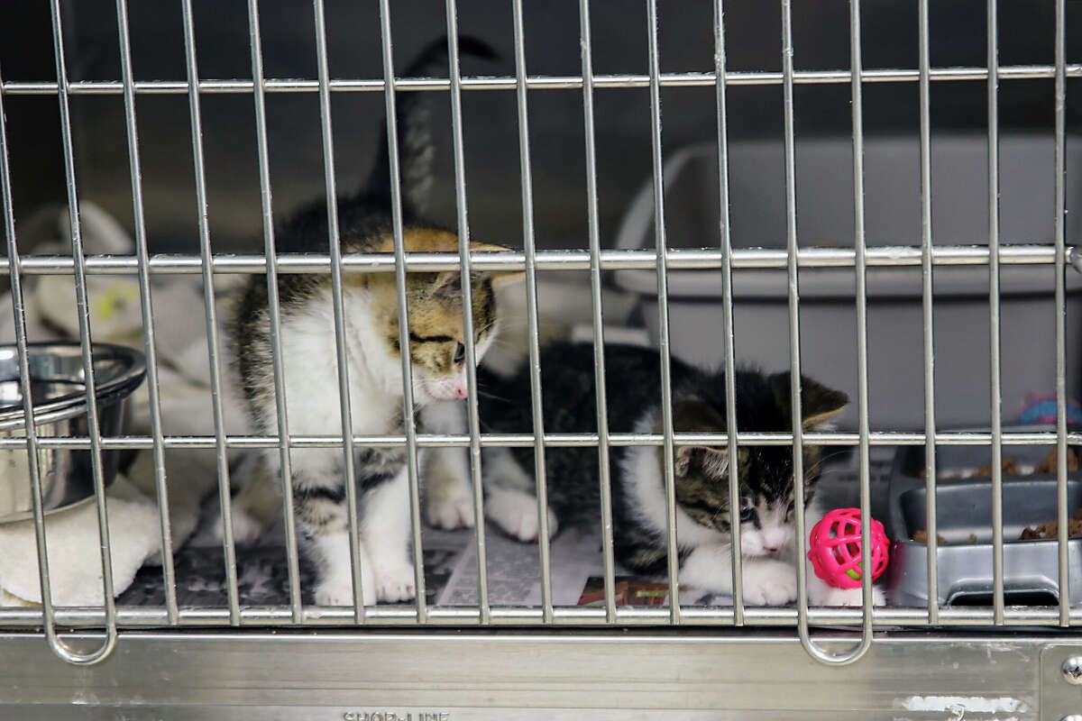 Here's what to know when adopting a shelter animal in Manistee County